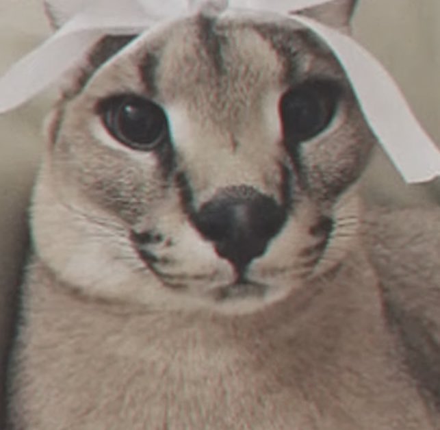 gino rmous on Twitter: "These Floppa images are genuinely my aesthetic"