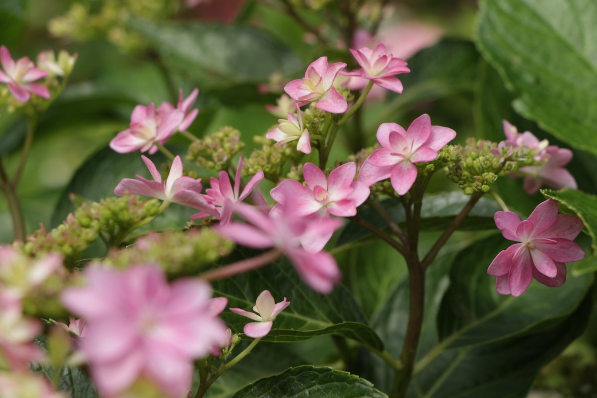noco｜花の写真家 on Twitter: "RT @H7arlymax: 今年は紫陽花名所の観光客が増えている感じですね。 #大塚性海寺歴史公園 #TLを紫陽花でいっぱいにしよう"