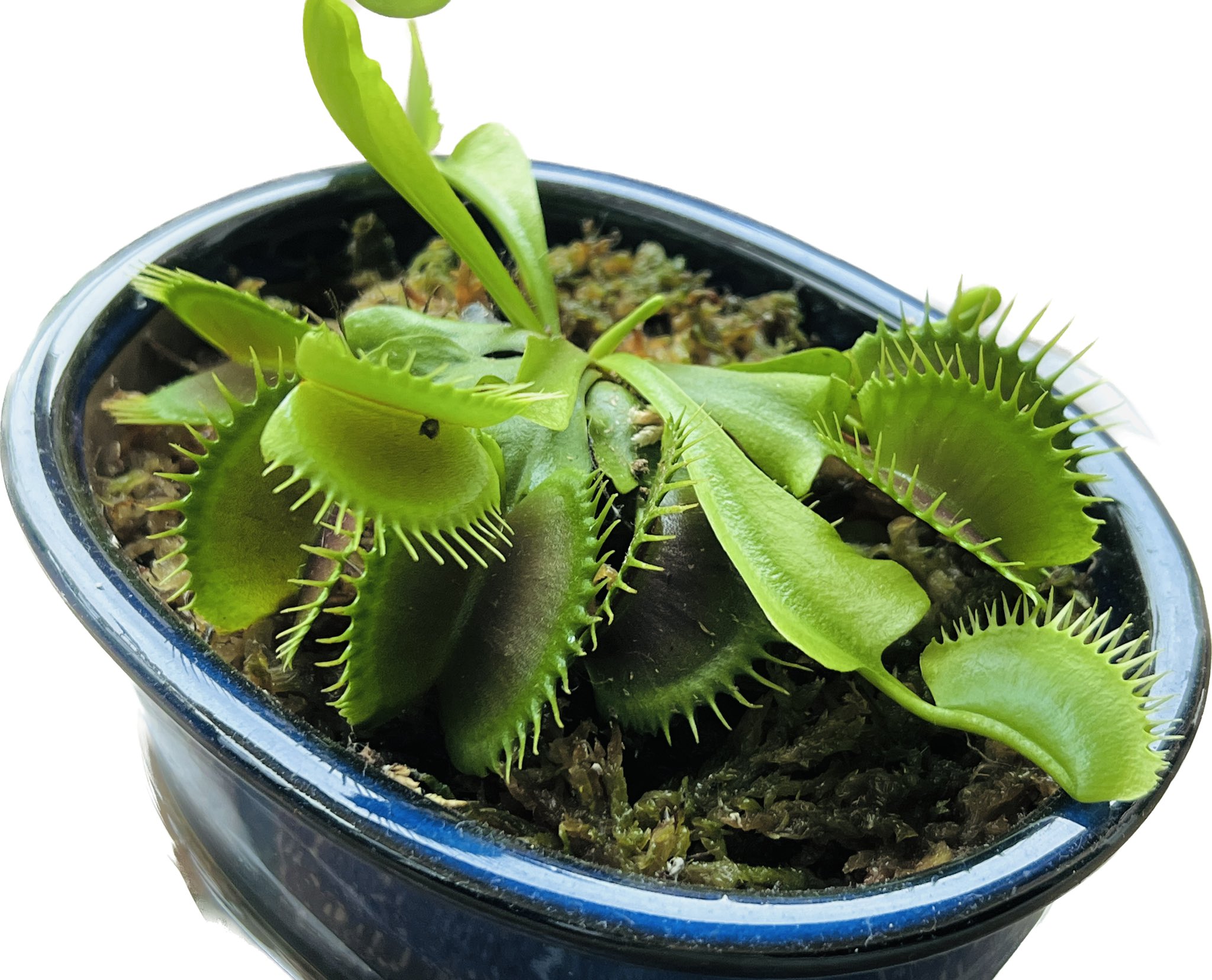 亞生うぱる/VEE所属Dev-c on Twitter: "メッチャお残しするじゃん！ SDGs〜！ https://t.co/VumrAnEmmV" / Twitter