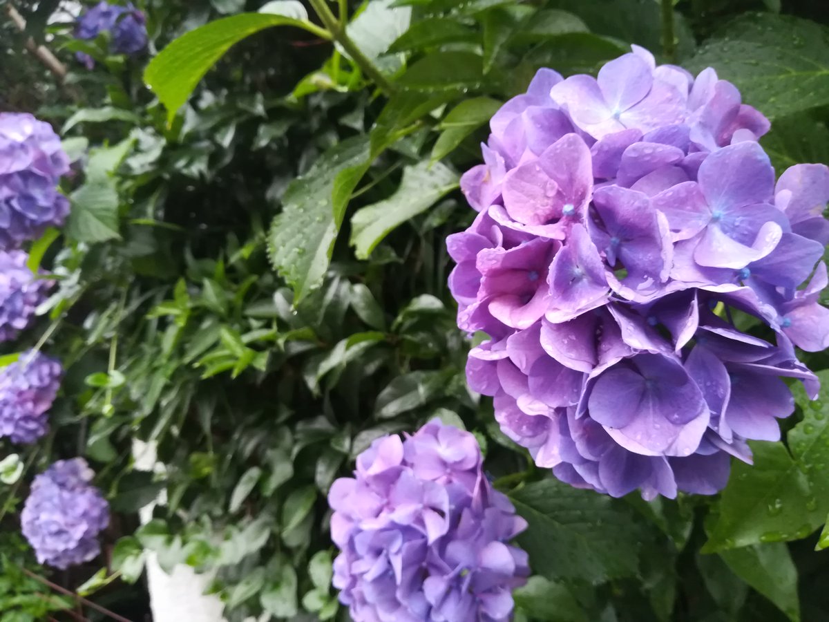 ðœð¶ð On Twitter 玫éœè±ã®ããŒã±ãéšã®æ¥ææ¥ ä¿³å¥ ãšãããæ¥èš éšã®æ¥ã«ã¯éšã®æ¥ã®æéããã£ãŠã空éããã£ãŠã人ã
ã®è·é¢ãããããã