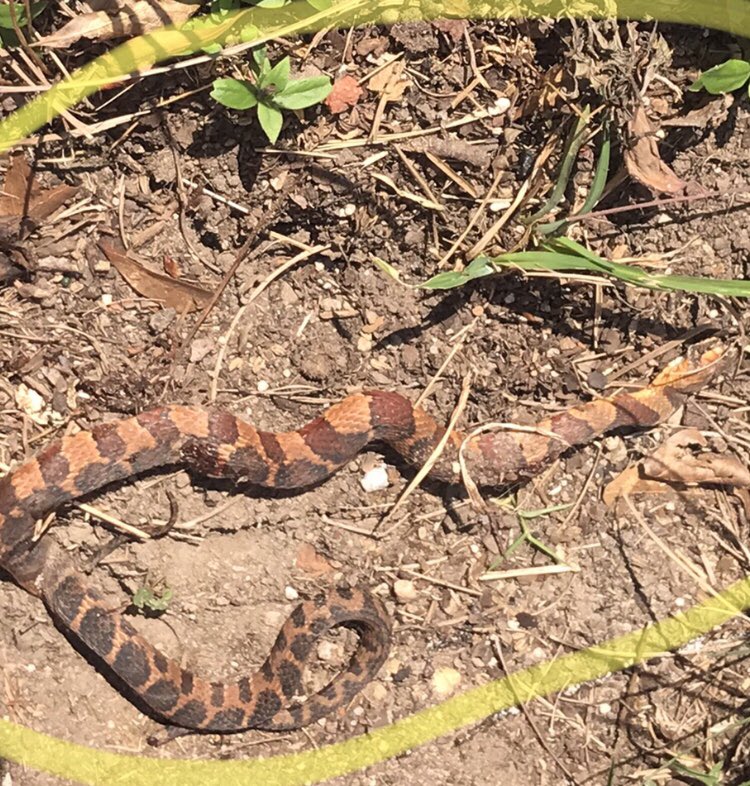 Baby Snake Identification