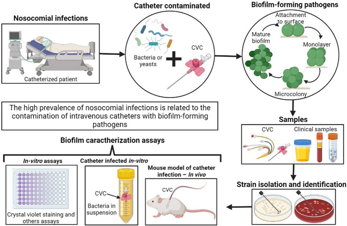 MicrobesInfect on Twitter: "Biofilm-forming microorganisms causing hospital-acquired infections ...