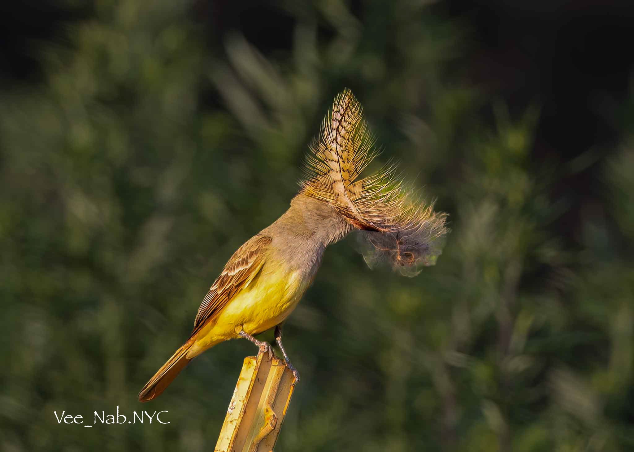 Great Crested Flycatcher Flying