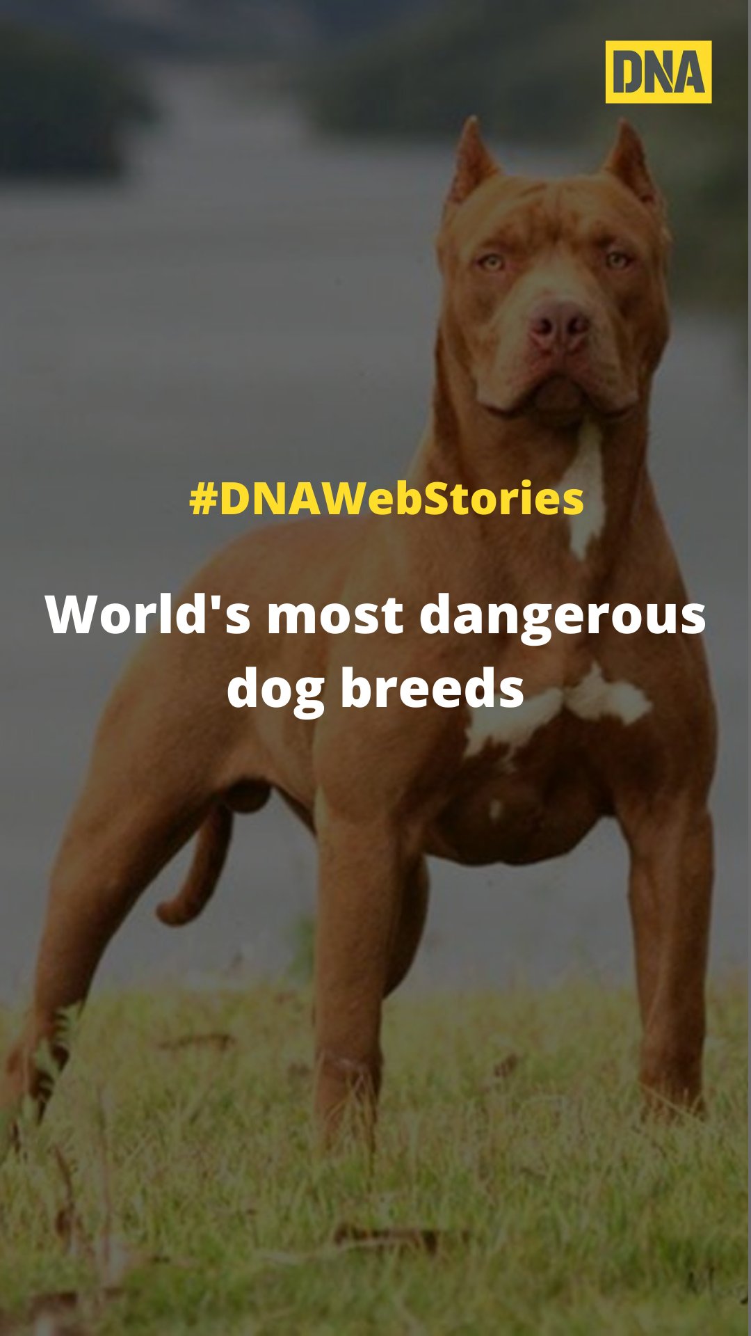 Worlds Most Dangerous Dog Breed Cane Corso To Rottweiler: Dog Breeds