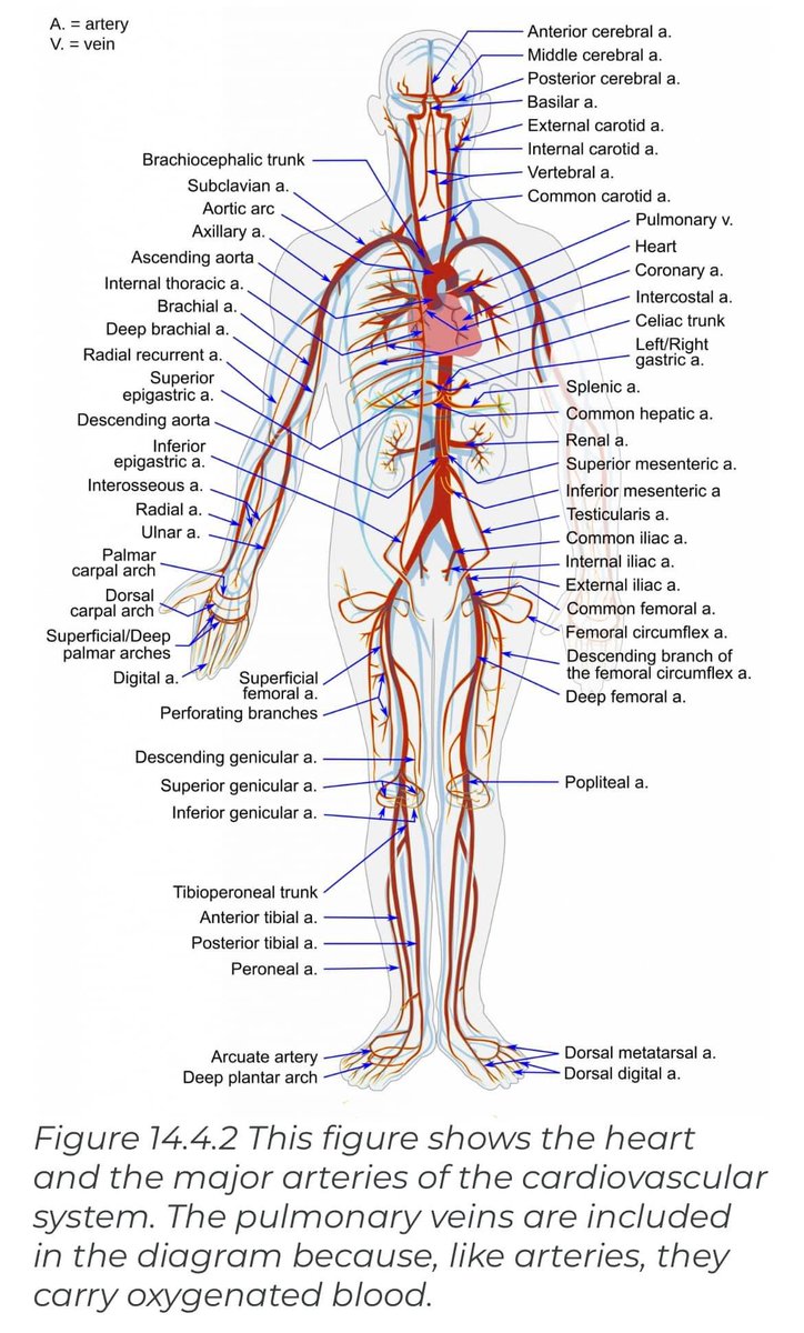 YOUR BLOOD VESSELS: 60,000 miles long YOUR BLOOD TRAVEL TIME (60,000 ...