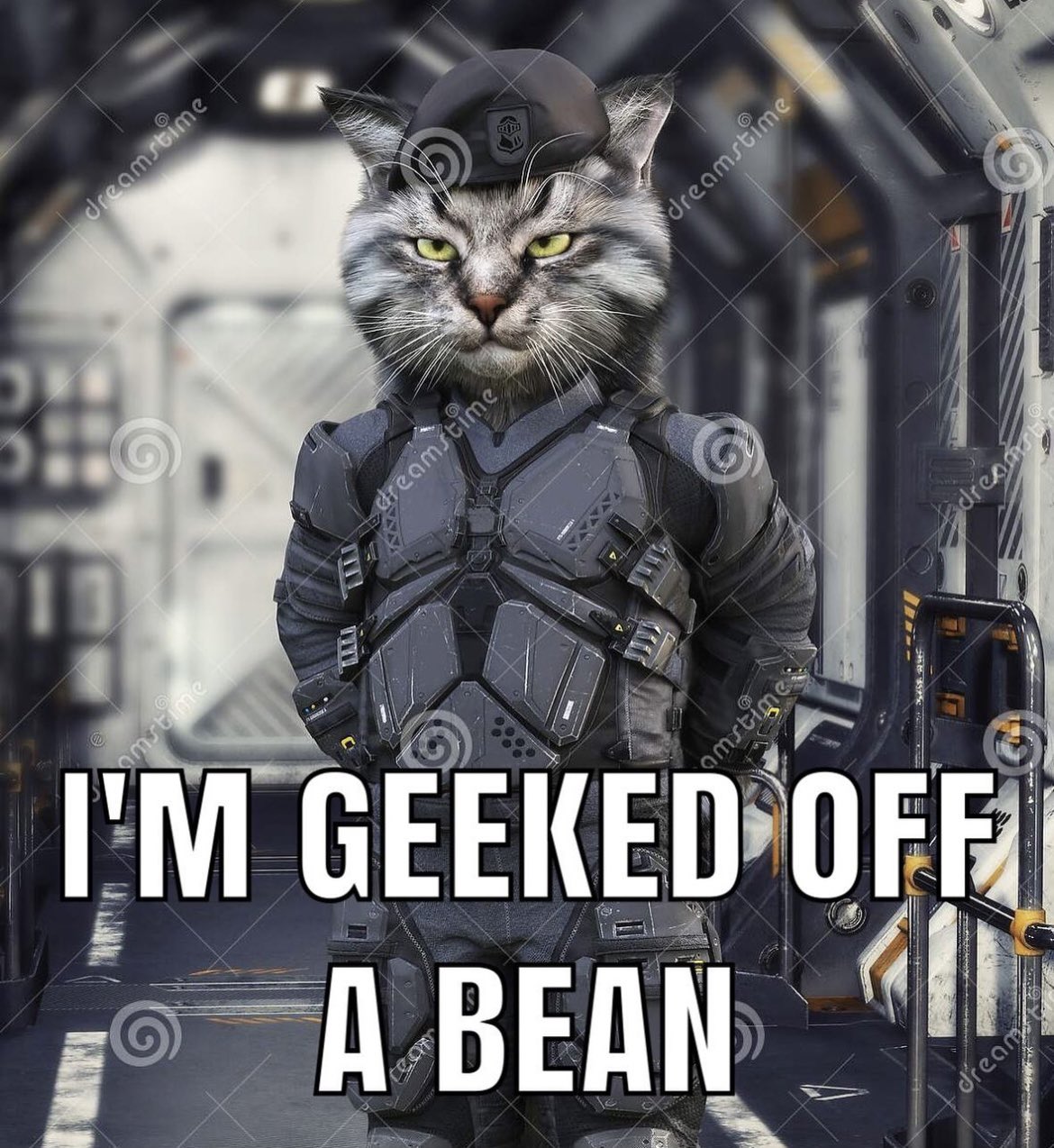 Bane Cat Meme