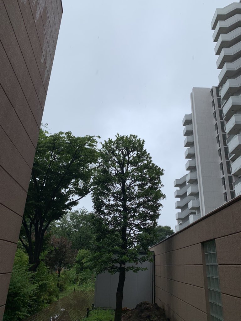 桜小路 On Twitter おはようございますo/ 613 815 東京都下は気温200℃湿度93 どんより梅雨空で雨☔️が降ったり止んだりの一日になりそうですね〜😅