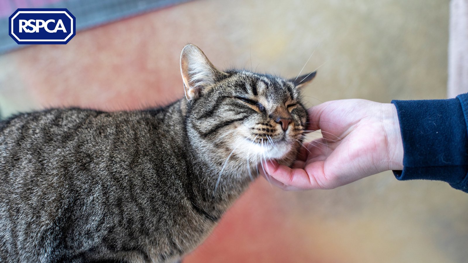 RSPCA Public Affairs on Twitter: "🐾🆕 Today we released our 2023 Animal Kindness Index @RSPCA ...