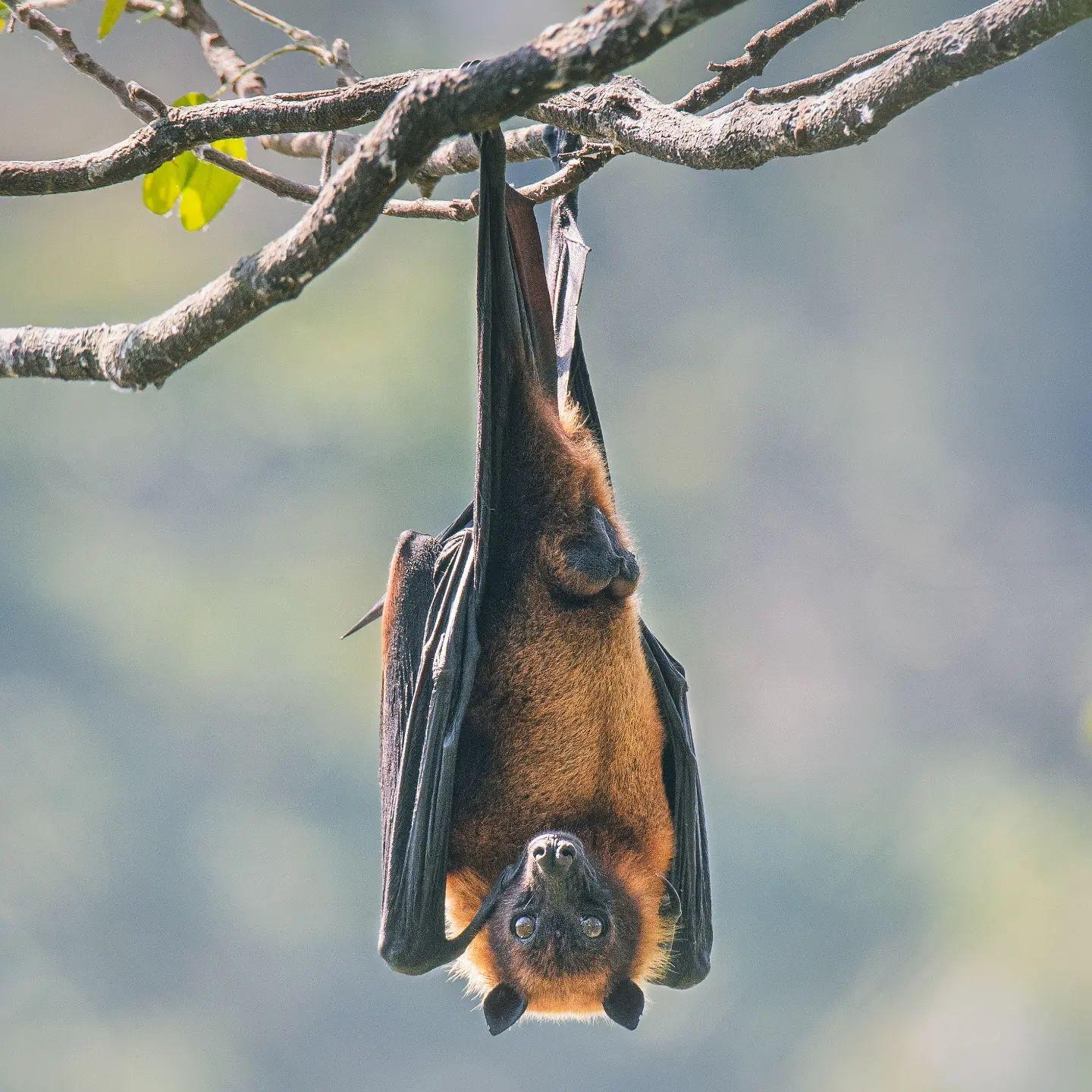 Fruit Bat Legs