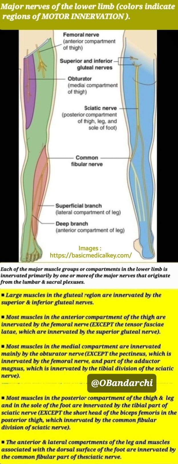 Lower Limb Muscles And Innervation