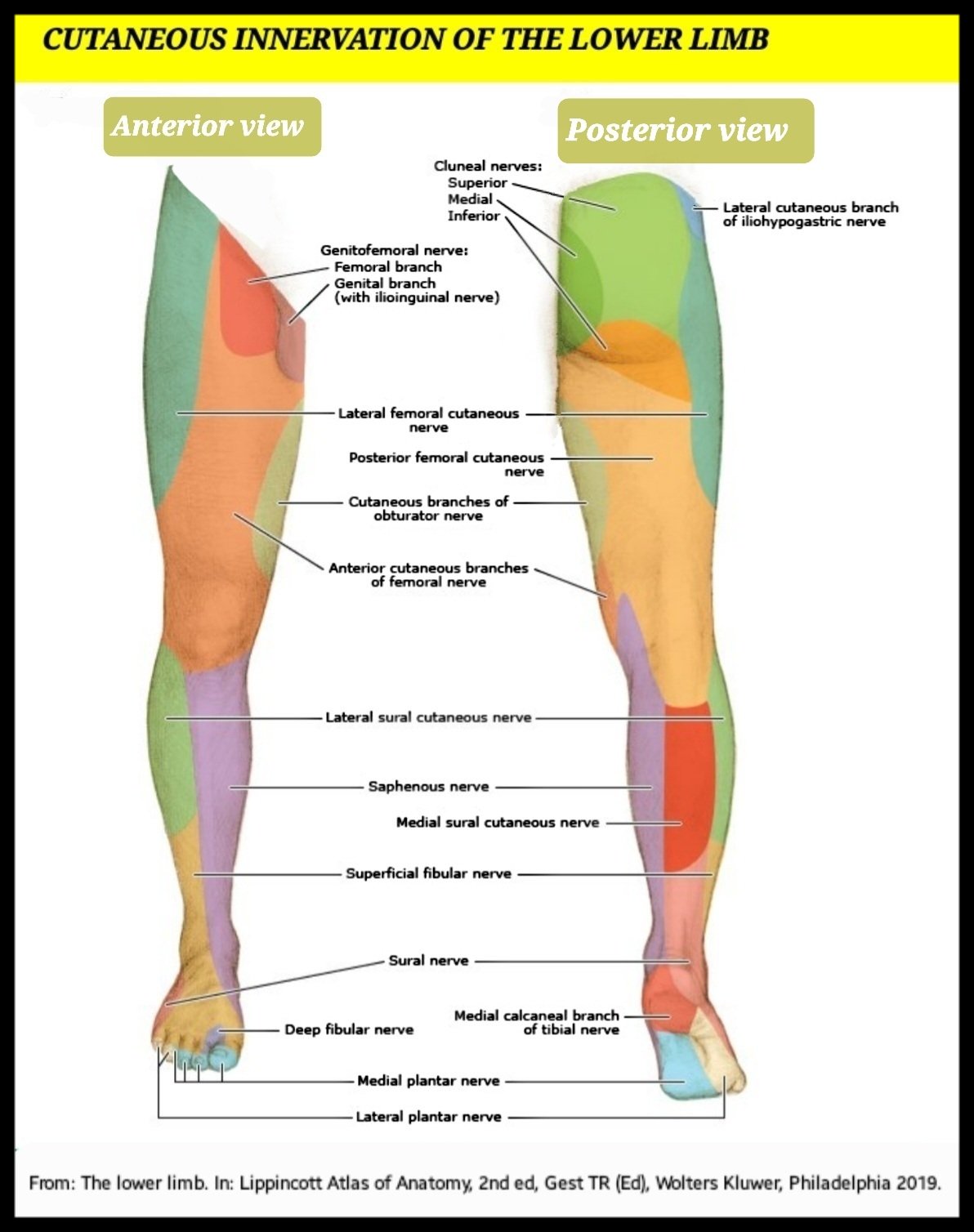 Lower Limb Muscles And Innervation
