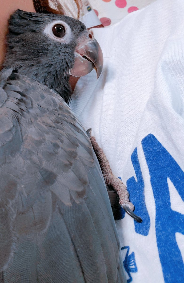 𖥧𖧧𖥣𖥧𖤣𓅂𓅫 vanilla 𓅩𖤣𖥧𖥣𖧧𖥧(@vanilla_crow) - Twilog