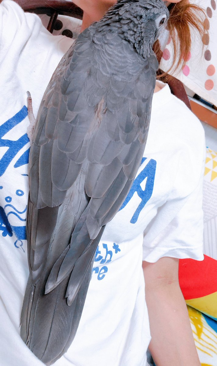 𖥧𖧧𖥣𖥧𖤣𓅂𓅫 vanilla 𓅩𖤣𖥧𖥣𖧧𖥧(@vanilla_crow) - Twilog