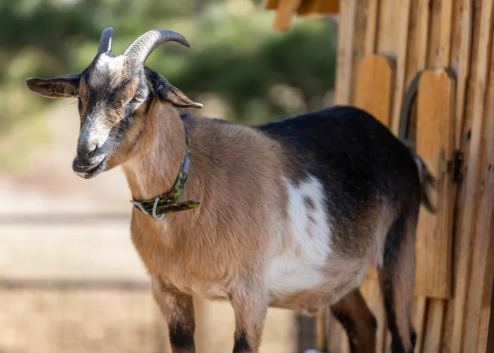 Dairy divas 🥛: Alpine goats 🐐 Alpine goats, also known as French ...