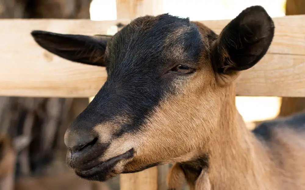 Dairy divas 🥛: Alpine goats 🐐 Alpine goats, also known as French ...