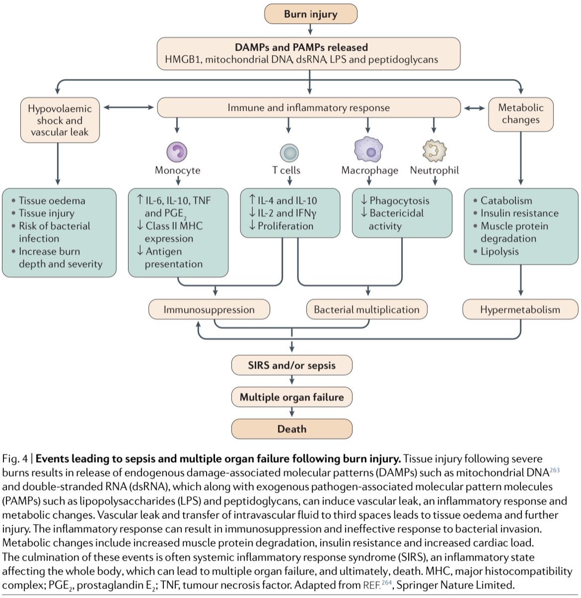 Mauricio Ambriz on Twitter: "Eventos que conducen a sepsis y falla multiorgánica después de una ...
