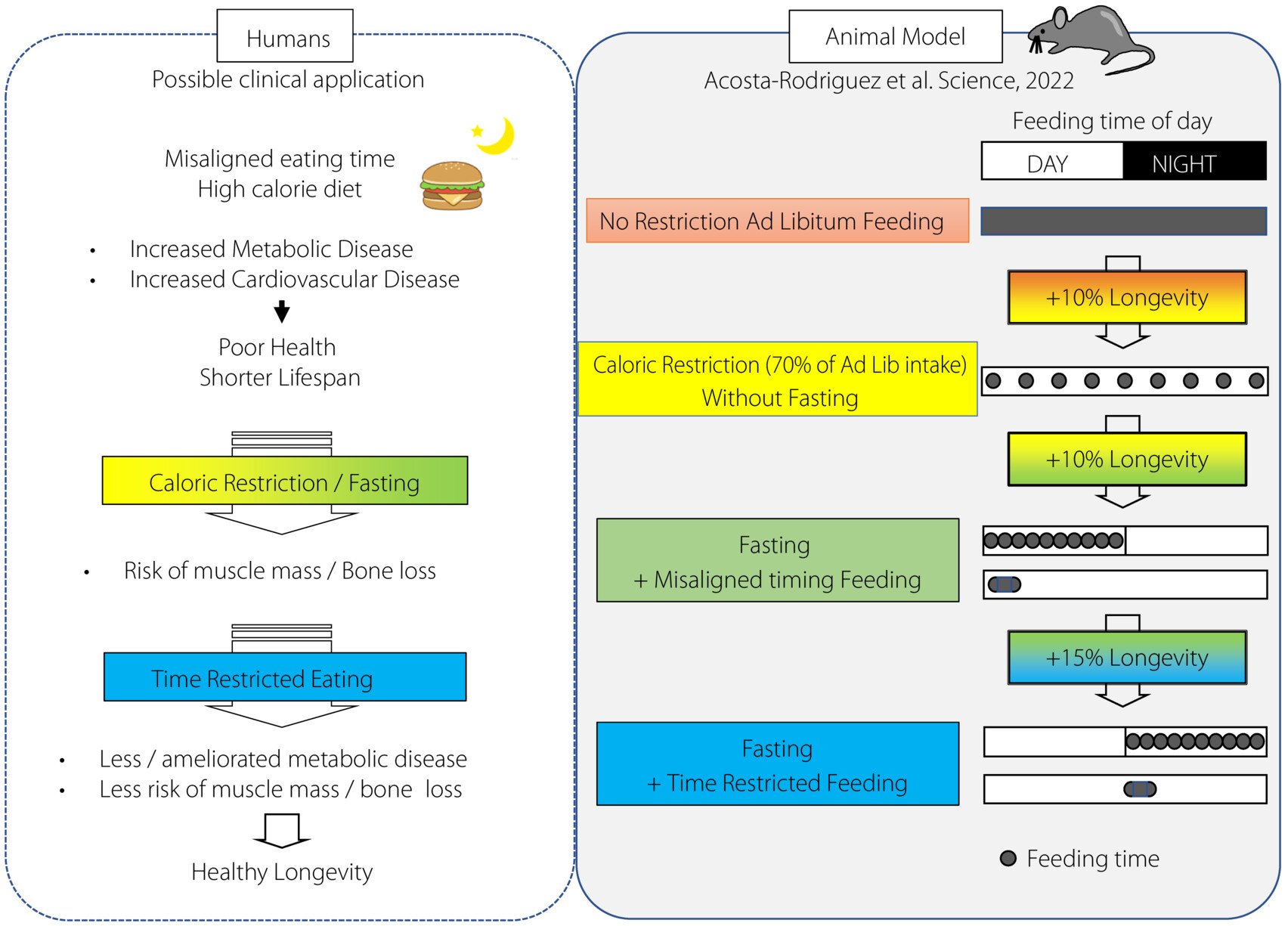 🥼Agingdoc1⭐MD, PhD 🔔 on Twitter: "Is caloric restriction enough to increase longevity? Fasting ...