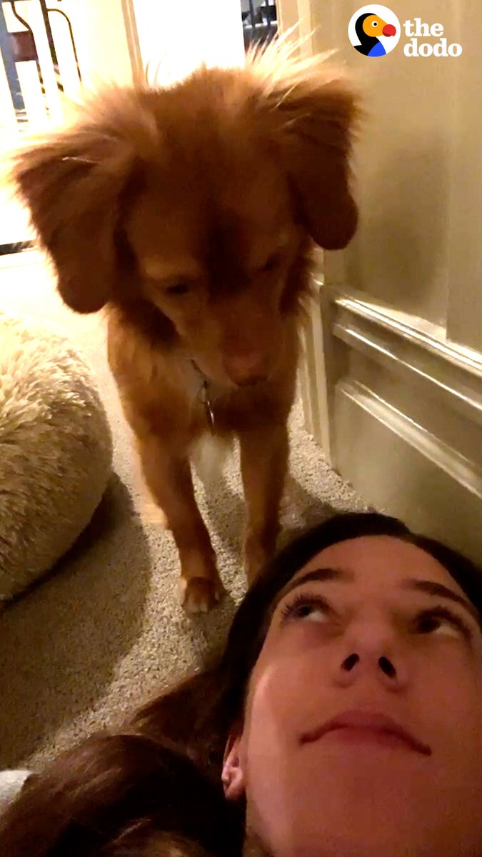 DFP Productions on Twitter: "Rescuing a dog is one of the best things you can do, and it's as ...