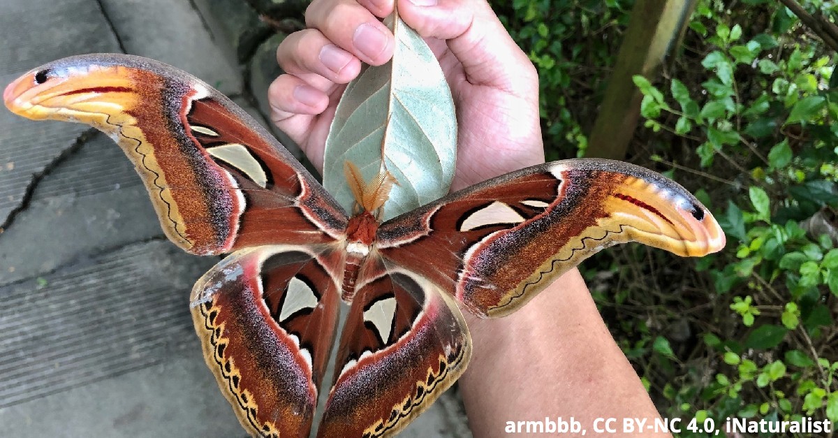 Atlas Moth Wingspan