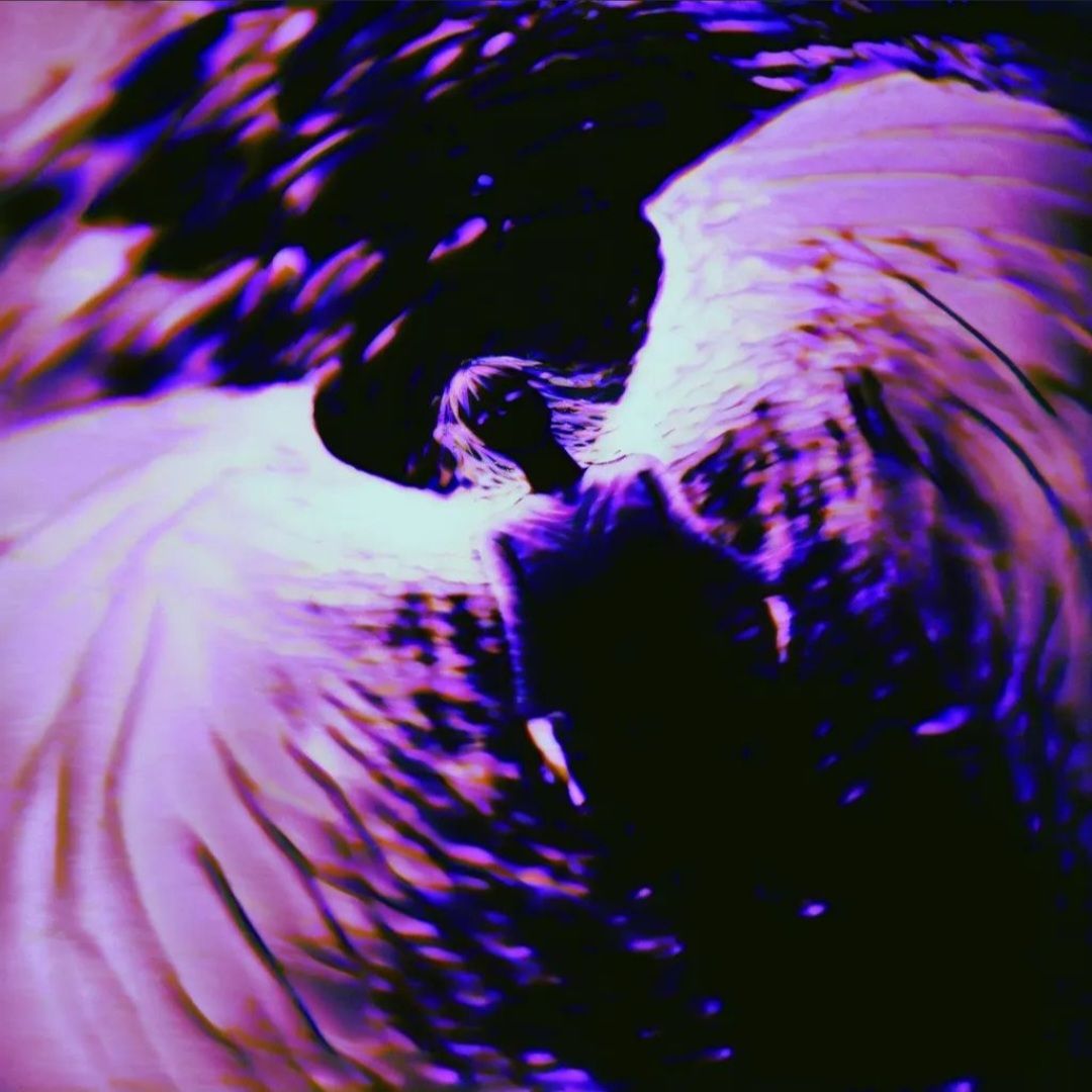 Apollo Art Exchange on Twitter: ""a blessing in disguise" Created by Encyclopedia Erratica ...