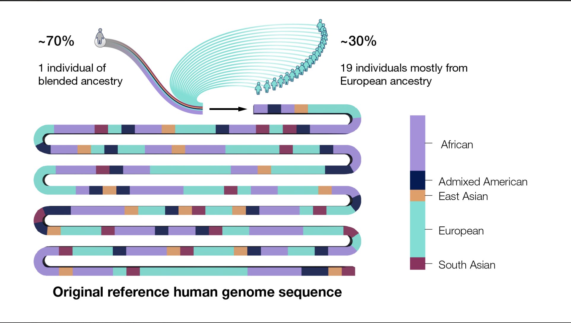 Human Genome Sequence