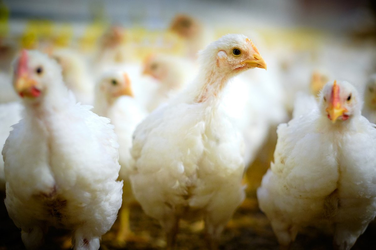 WP1: BINs: Broiler Innovation Networks on national and European level ...