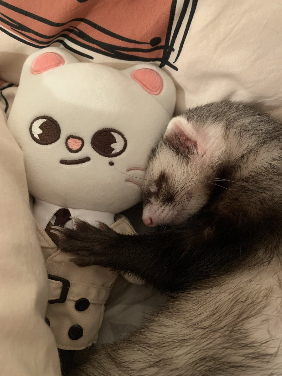 hyunjin as ferrets on Twitter: