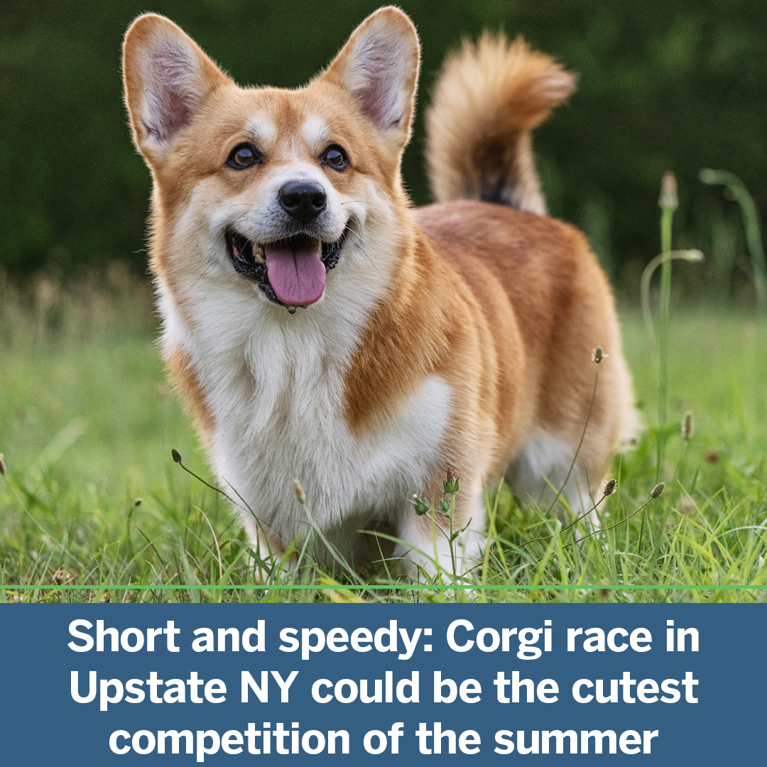 NYup.com on Twitter: "Vernon Downs Casino Hotel is hosting its inaugural Corgi Dog Races from 12 ...