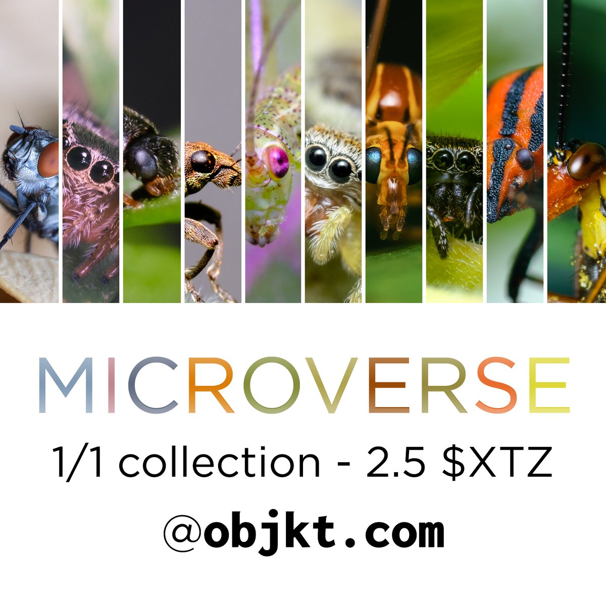 BigJae.eth on Twitter: "RT @ricardoalvs: Check my 🐞Microverse🕷️ collection @objktcom https ...