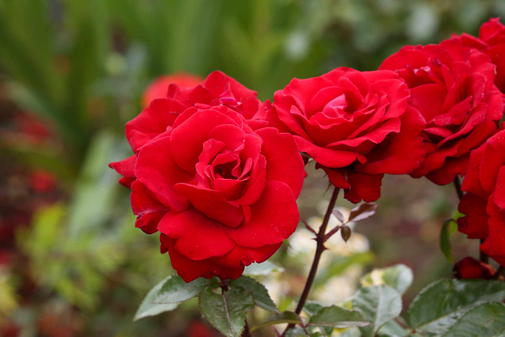 American Beauty Rose Bush