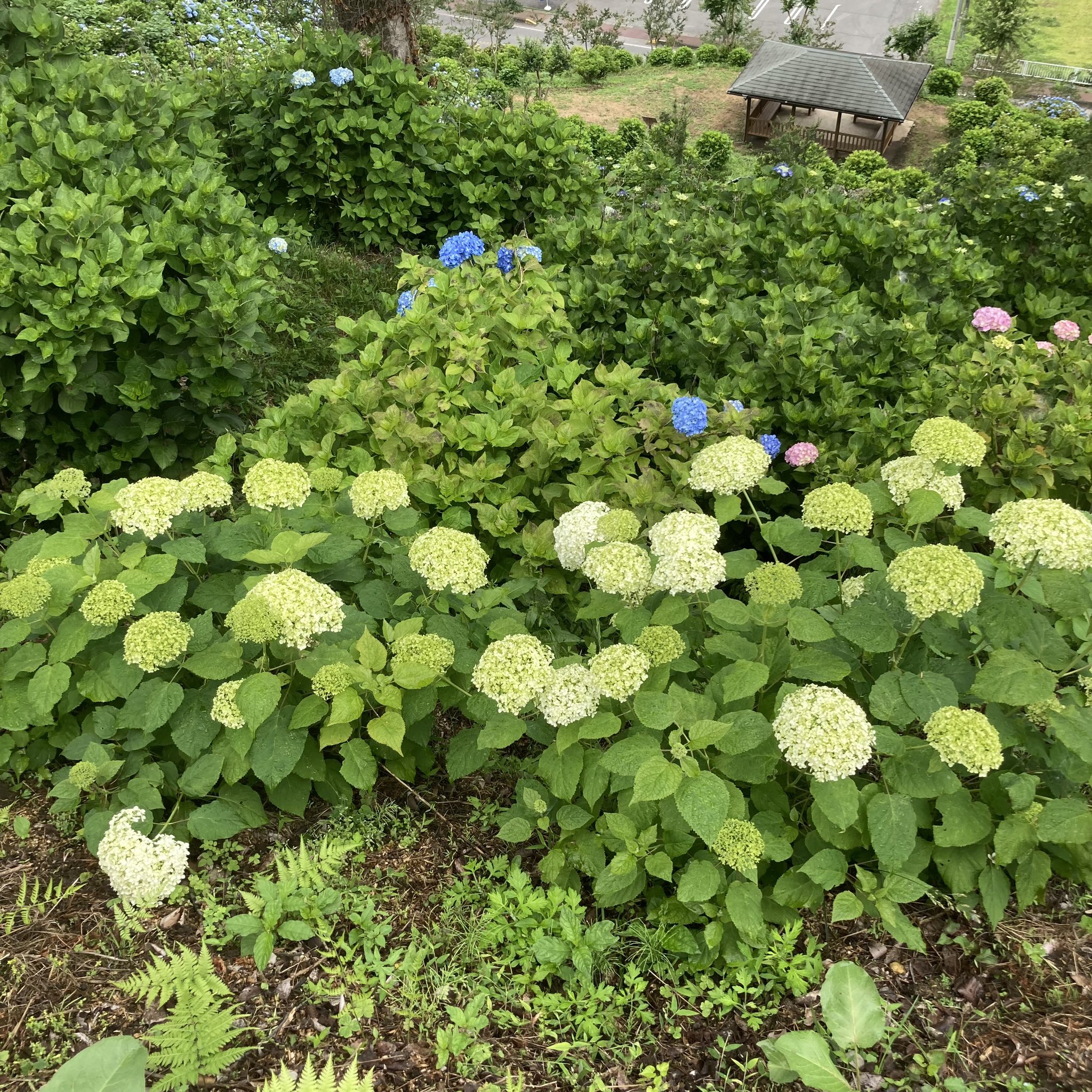 DMO Shimonita on Twitter: "あじさい園は開園中です！ 6月14日（水）現在の下仁田あじさい園の開花状況は6分咲きです。 ・開園期間 6月5日(月)～7月2日(日 ...