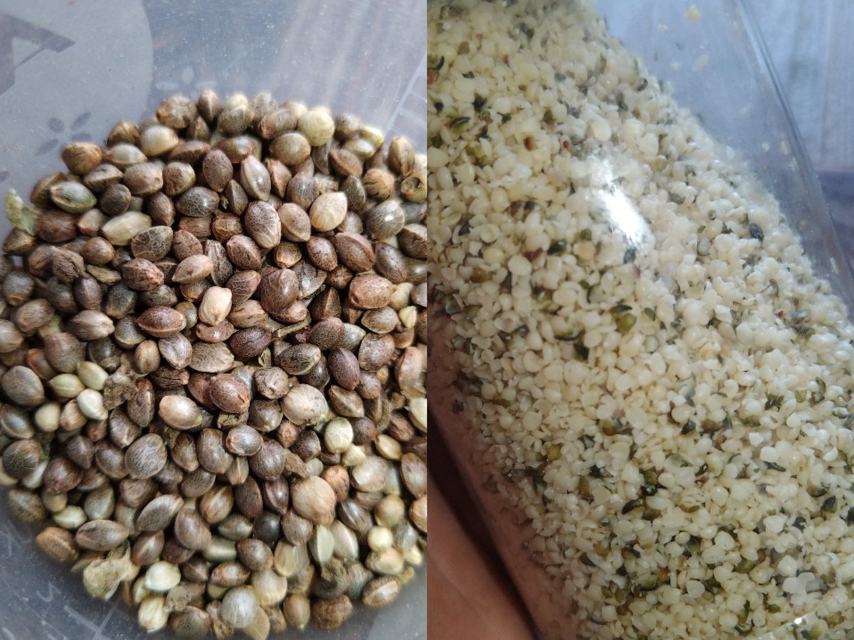 HOW TO MAKE HULLED HEMP SEEDS AT HOME: Hemp hearts are created by ...