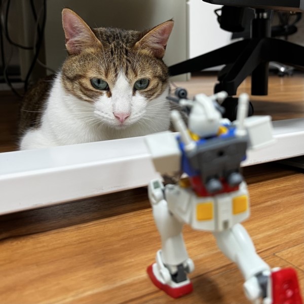 🧱Joy Brick Inc. 公式🧱 on Twitter: "ぼくキノコ。 これって、挑発しているのかミャ？ ガンダムの日？ ぼくはおやつにしか興味ないんだ、ミャッ。 ＃社員猫 #キノコ ...
