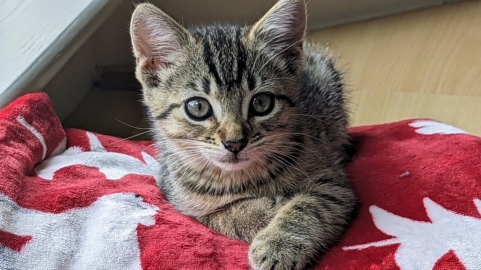 Nala Cat Kitten