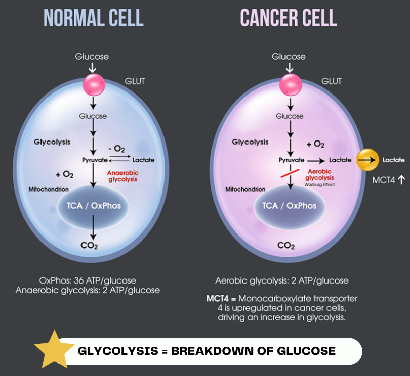 ~50% of people will get cancer in their lifetime. Here's the #1 FREE ...