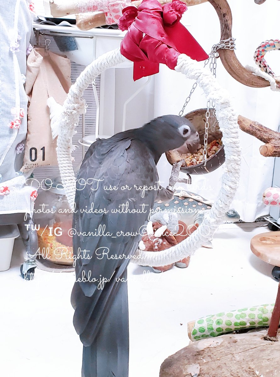 𖥧𖧧𖥣𖥧𖤣𓅂𓅫 vanilla 𓅩𖤣𖥧𖥣𖧧𖥧(@vanilla_crow) - Twilog