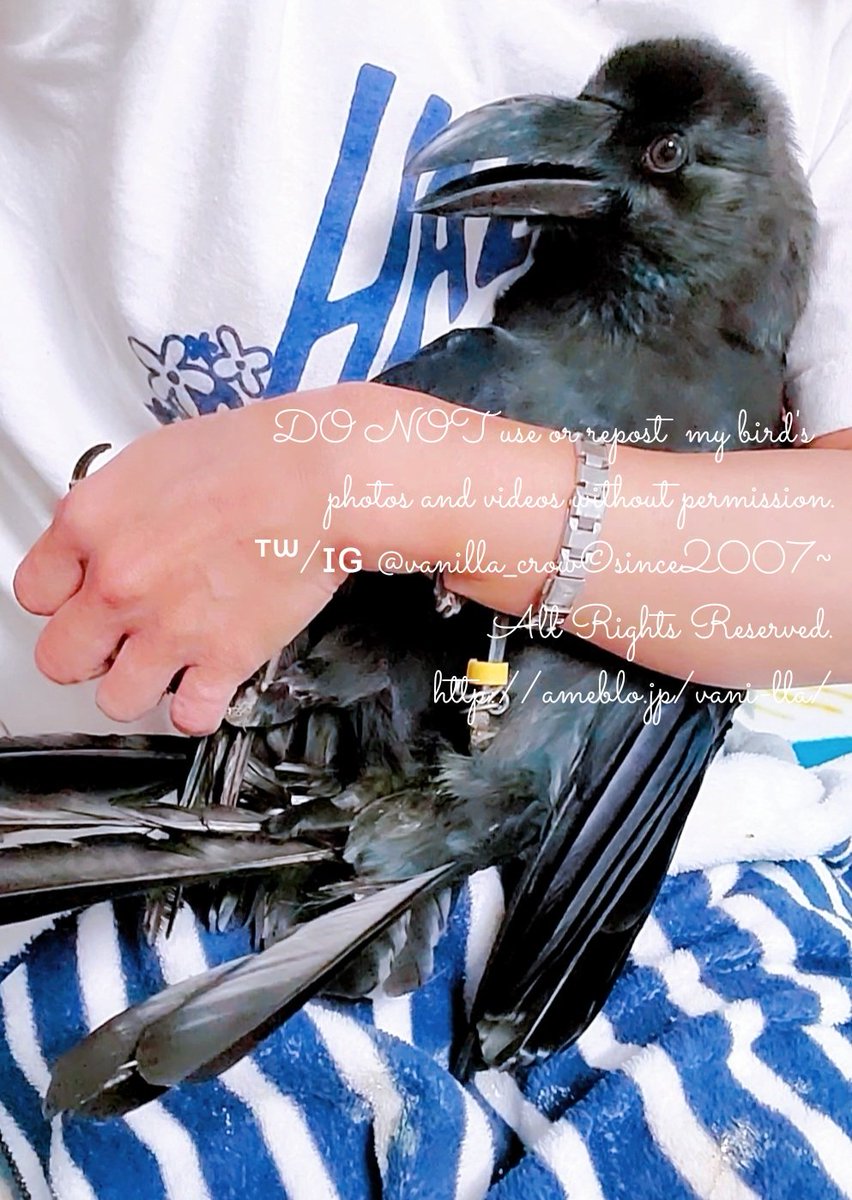 𖥧𖧧𖥣𖥧𖤣𓅂𓅫 vanilla 𓅩𖤣𖥧𖥣𖧧𖥧(@vanilla_crow) - Twilog