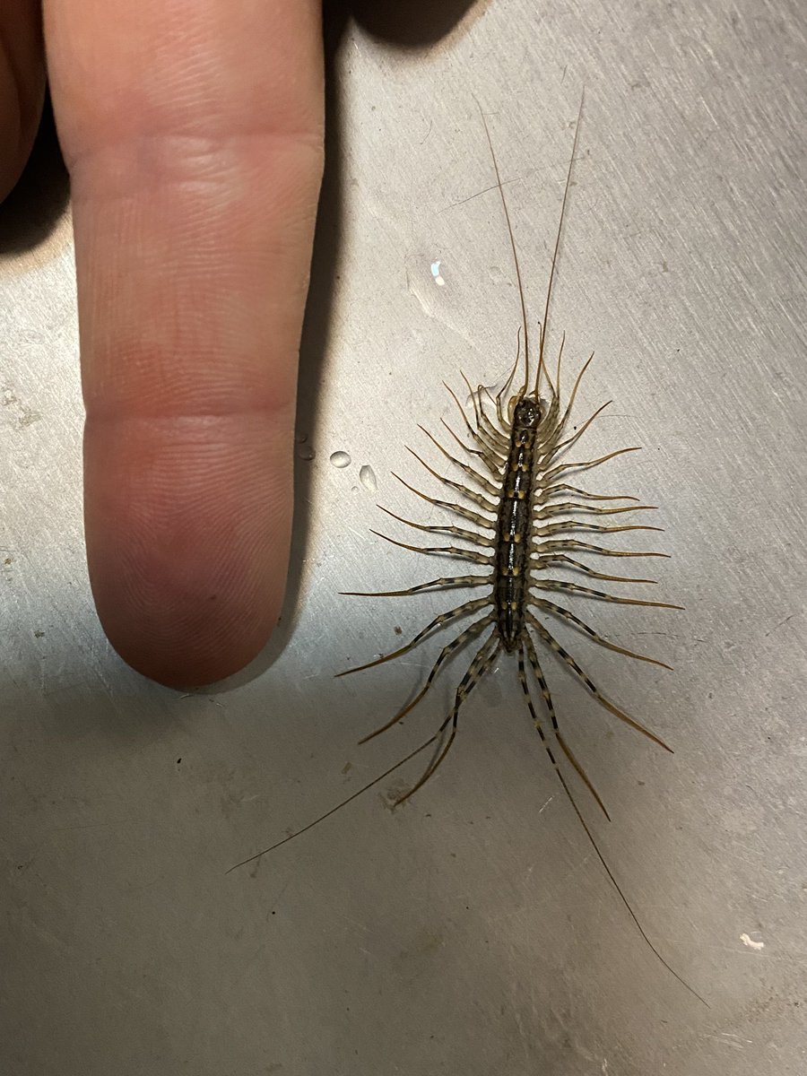 Giant House Centipede