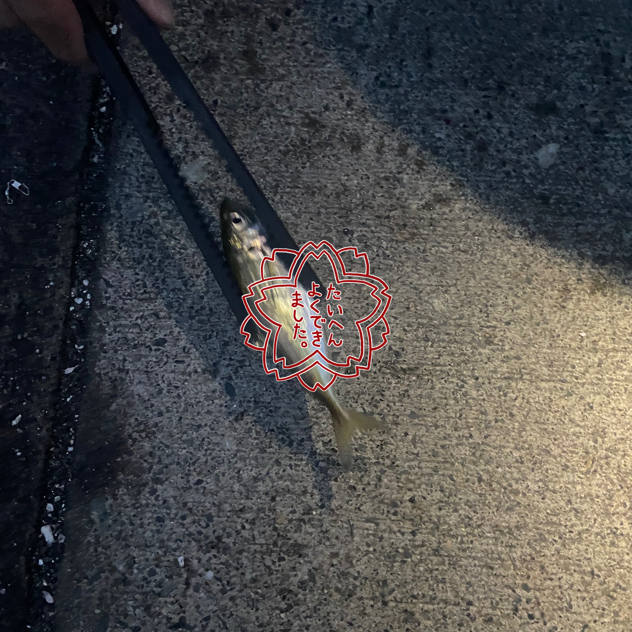 するちゃん！@DQW on Twitter: "イソメ使ったらアジング大優勝しました🥰 https://t.co/8aF1JBpxm6" / Twitter