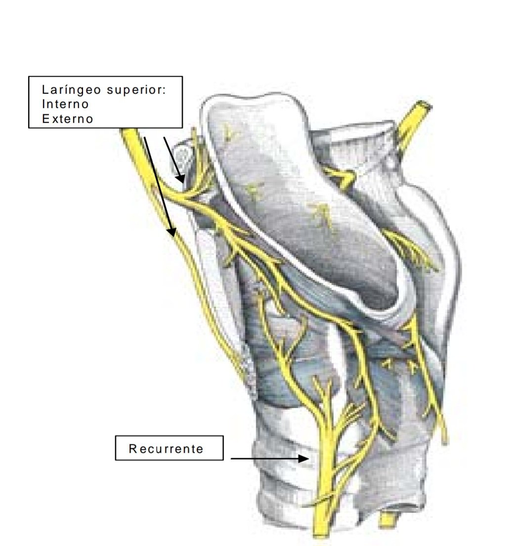 Inervación De La Laringe