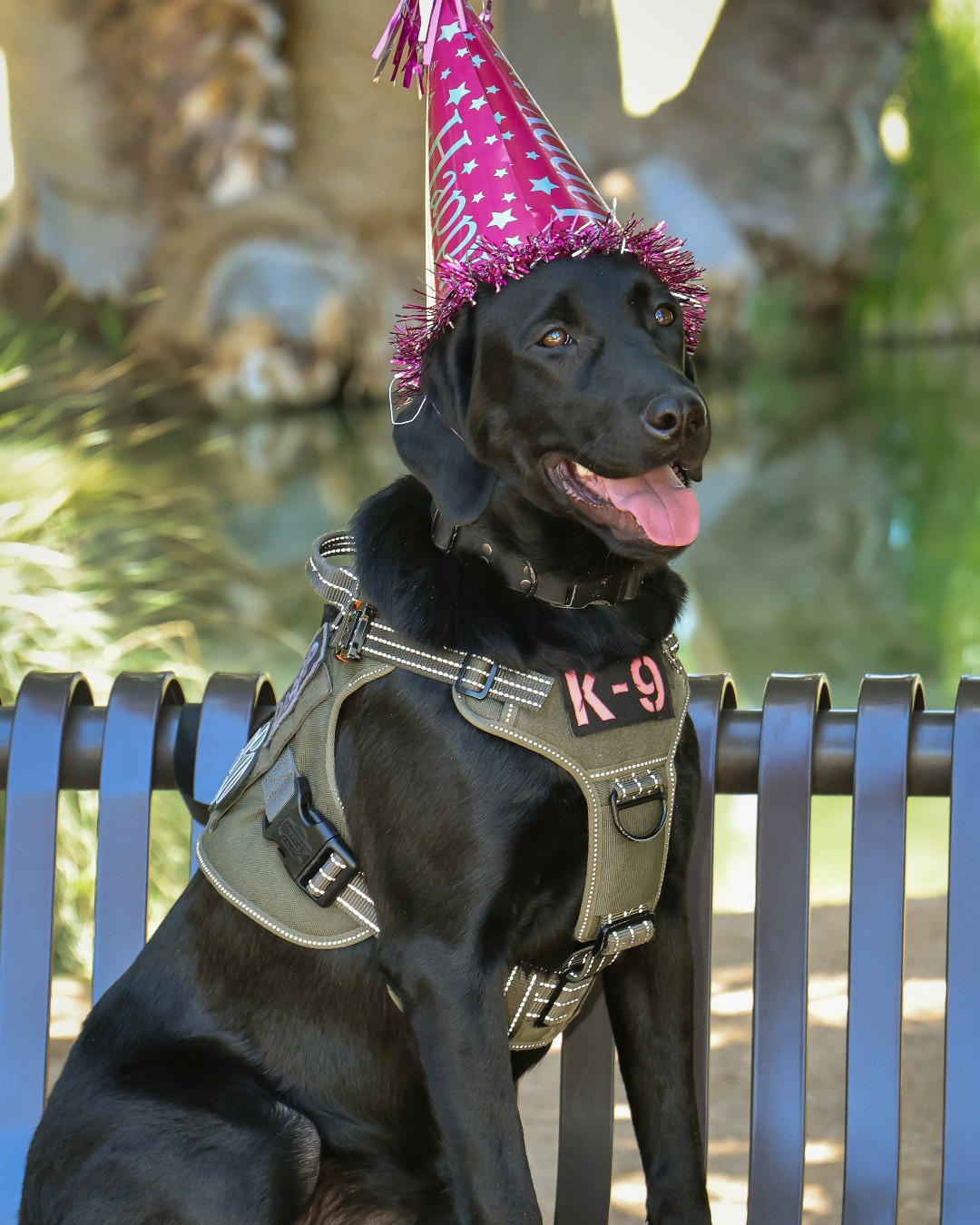 Dogs Happy Birthday Janet