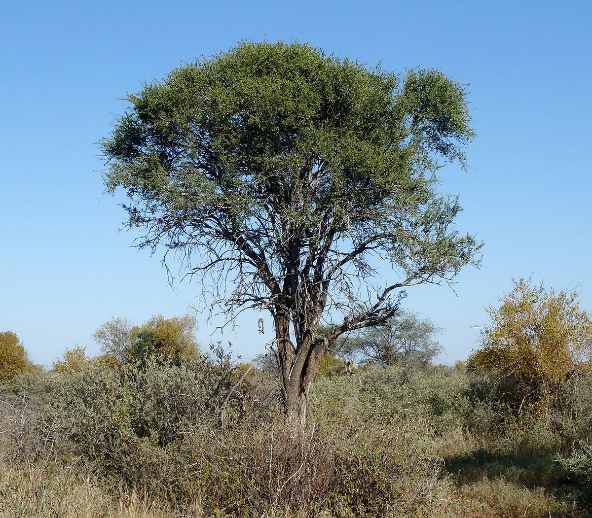 UMVITHI:🌳 The dried roots of this tree can be grinded into fine powder ...