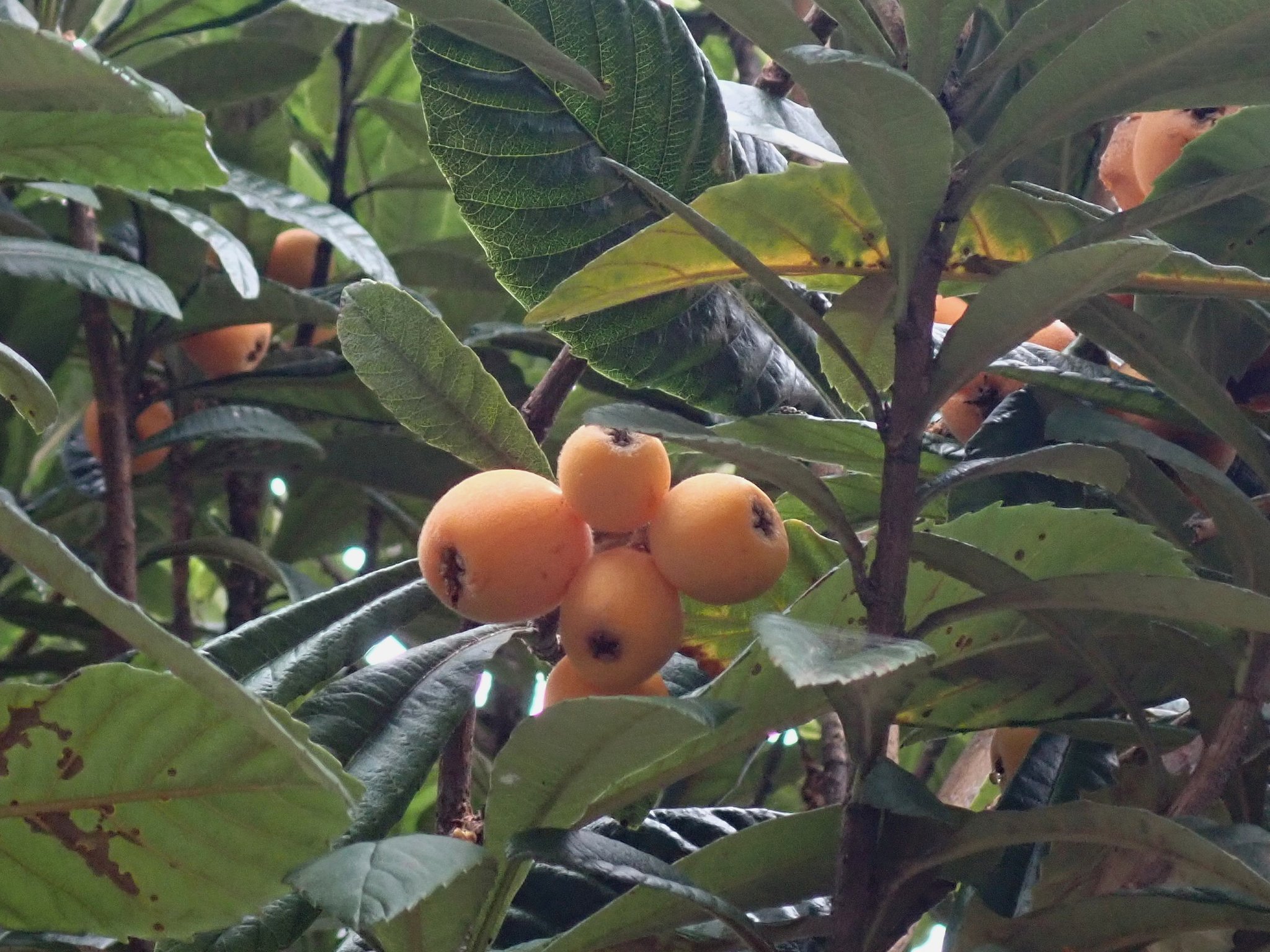 溝ノ口の山オヤジ on Twitter: "#StopWar #ウクライナ #平和 #祈り #川崎 #高津 #裏山 #自然の営み #たちばなの散歩道 #養福寺 #第三京浜 裏山便り (続き ...