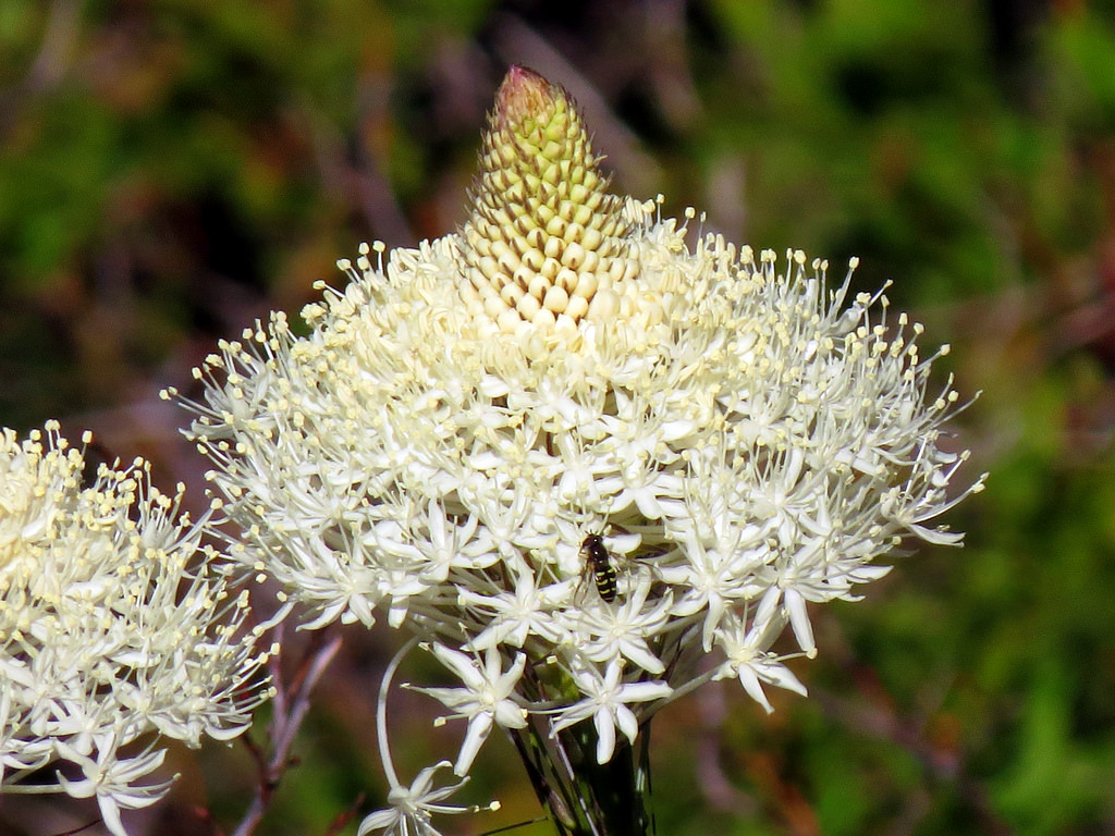 Visit Rainier on Twitter: "Mountain moments... A pollinator on bear grass at Mount Rainier ...