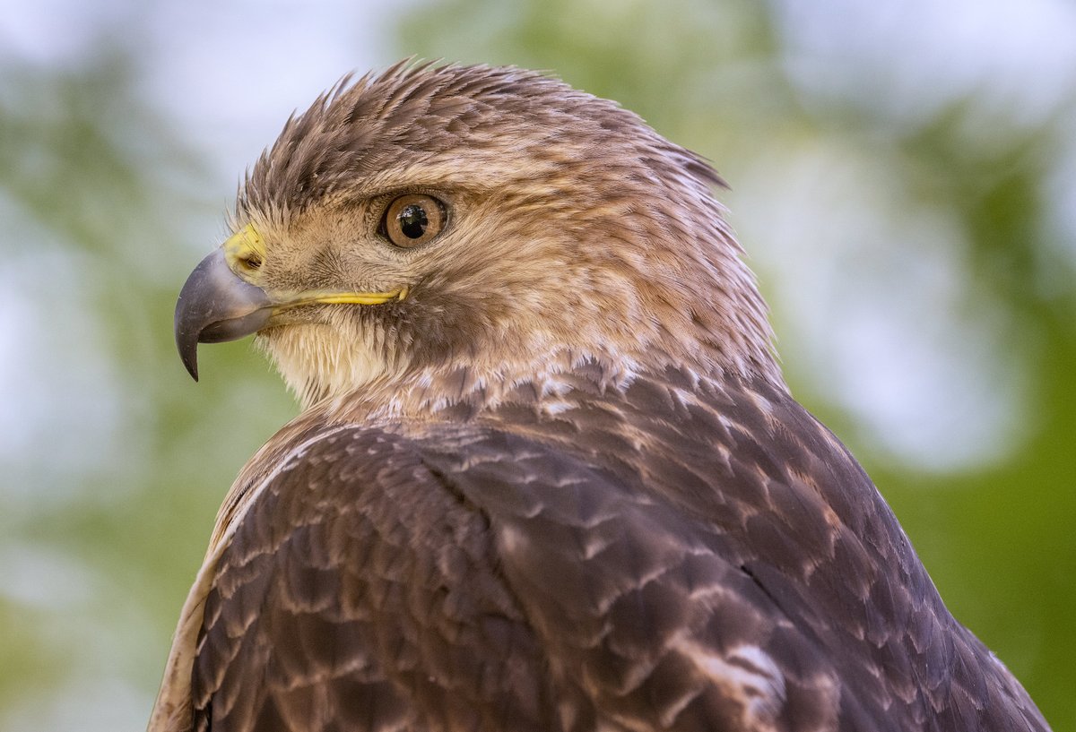 Red Tailed Hawk Face