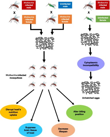 Biosafety and Health on Twitter: "Importance of Wolbachia-mediated biocontrol to reduce dengue ...