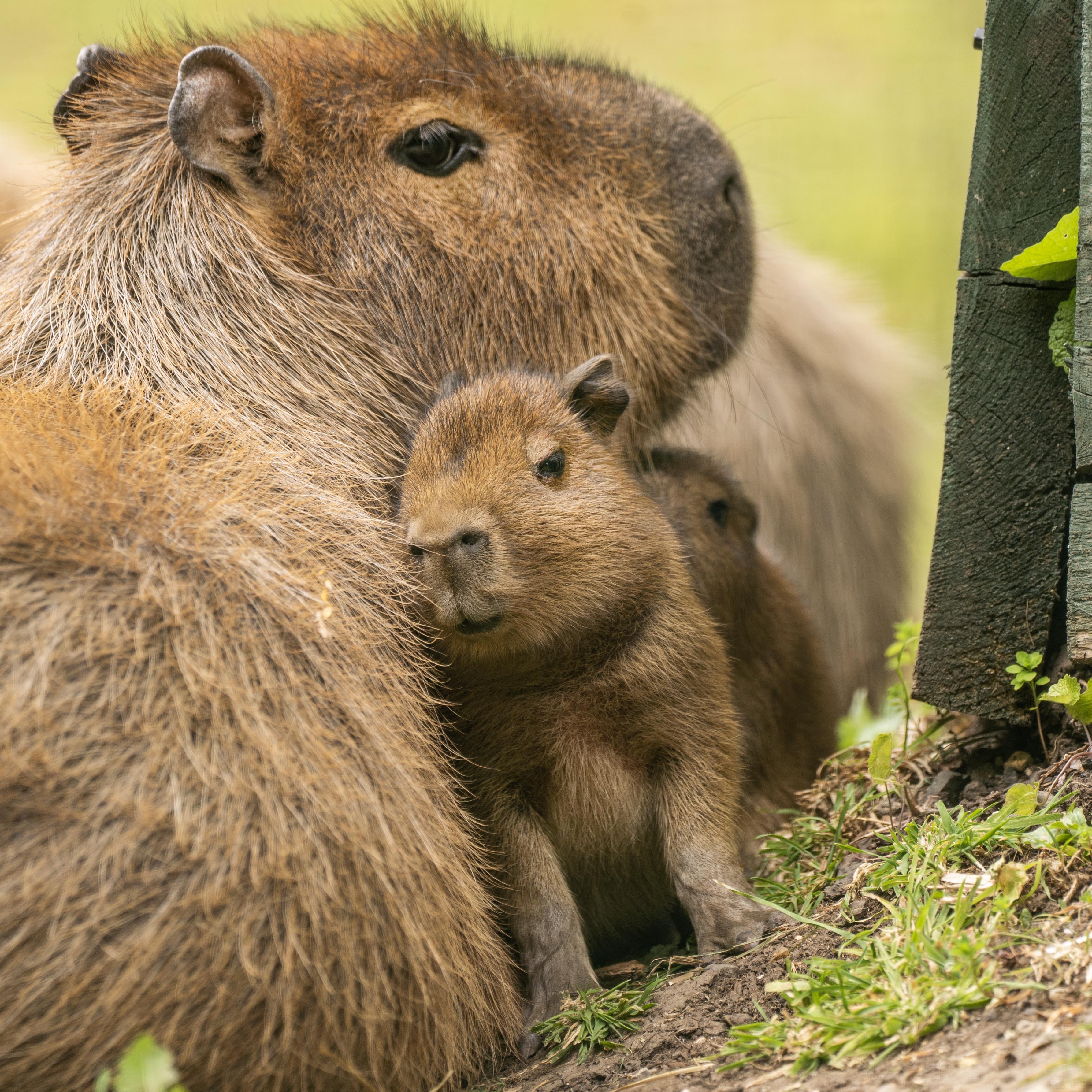 Capybara Baby Cute