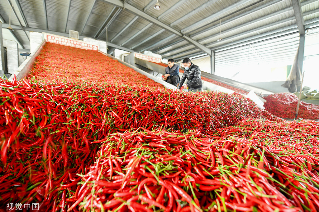 China Daily on Twitter: "Home to China's only chile pepper market, Guizhou's position in the ...