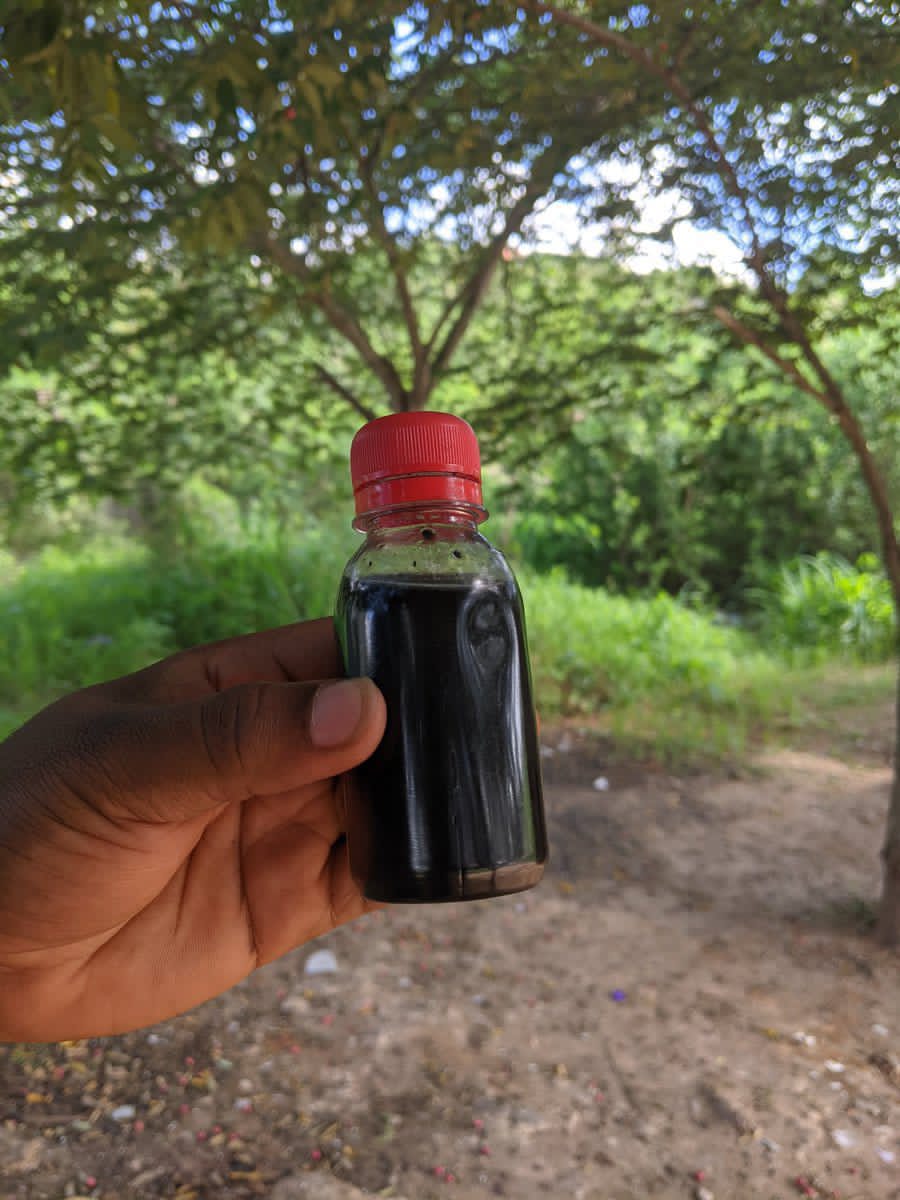 UFAHAMU MMEA WA KIVUMBASI(HOLY BASIL) Mmea unaoheshimiwa na viumbe ...