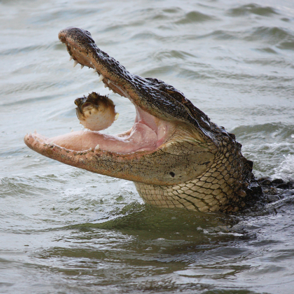 Gators Daily 🐊 on Twitter: "oh god oh fuck"